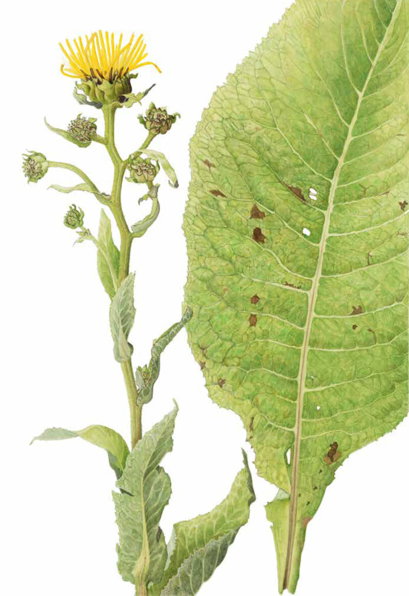 Transylvania Florilegium: Wildflowers of Romania, 2018 – Fay Ballard